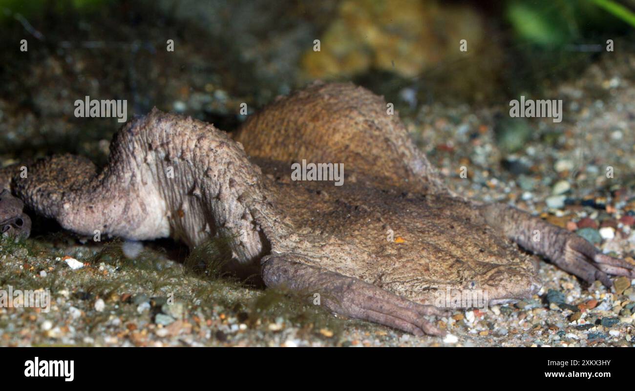 Surinam toads pipa pipa hi-res stock photography and images - Alamy