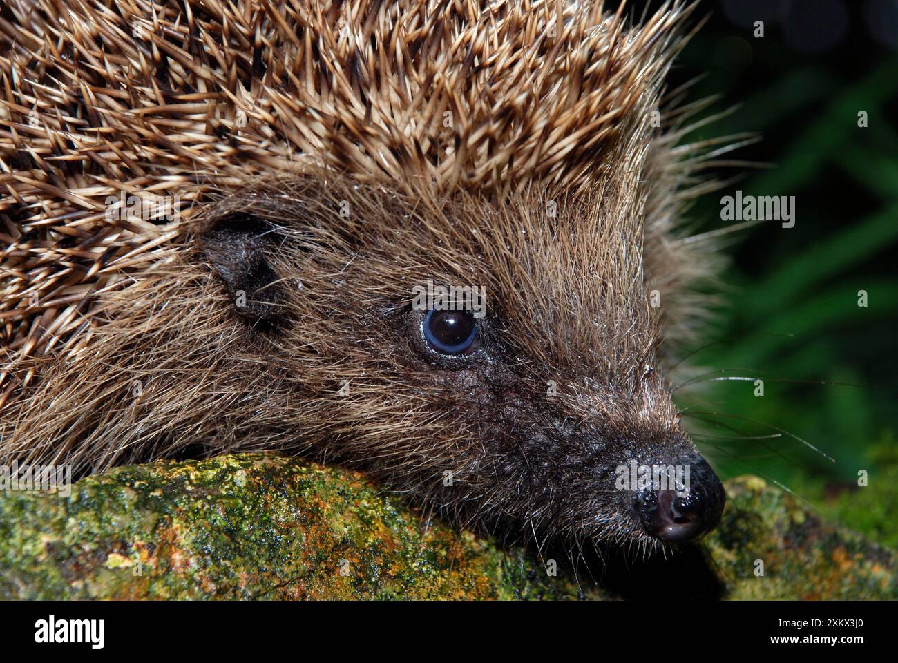 European hedgehog mammal animal hi-res stock photography and images - Alamy