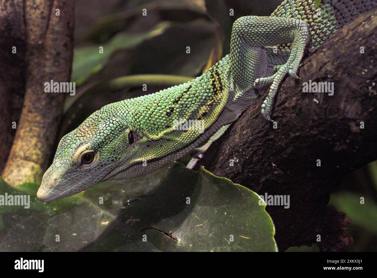 Green Tree Monitor Stock Photo - Alamy