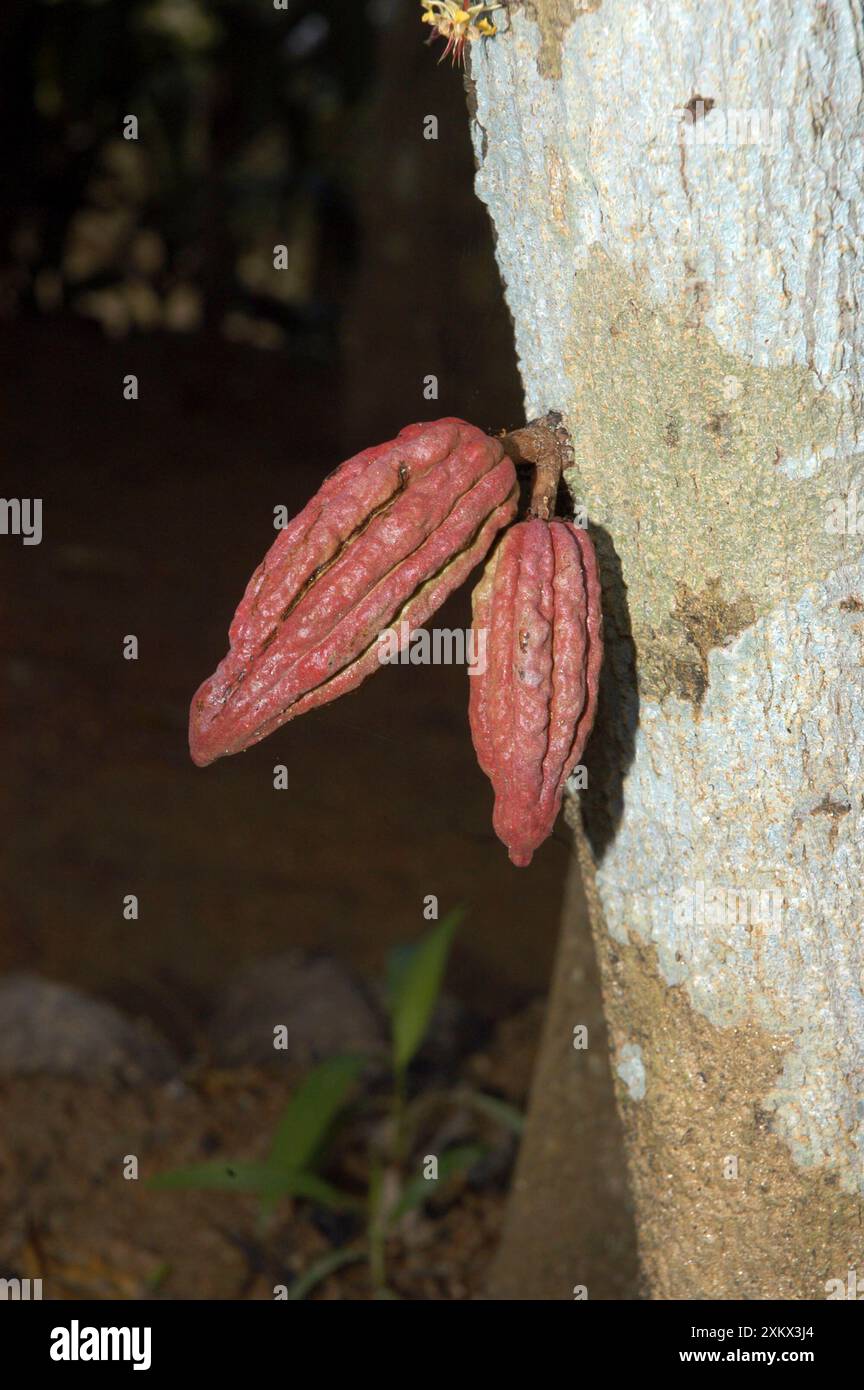 Cocoa: pods growing directly out of tree trunk Stock Photo - Alamy