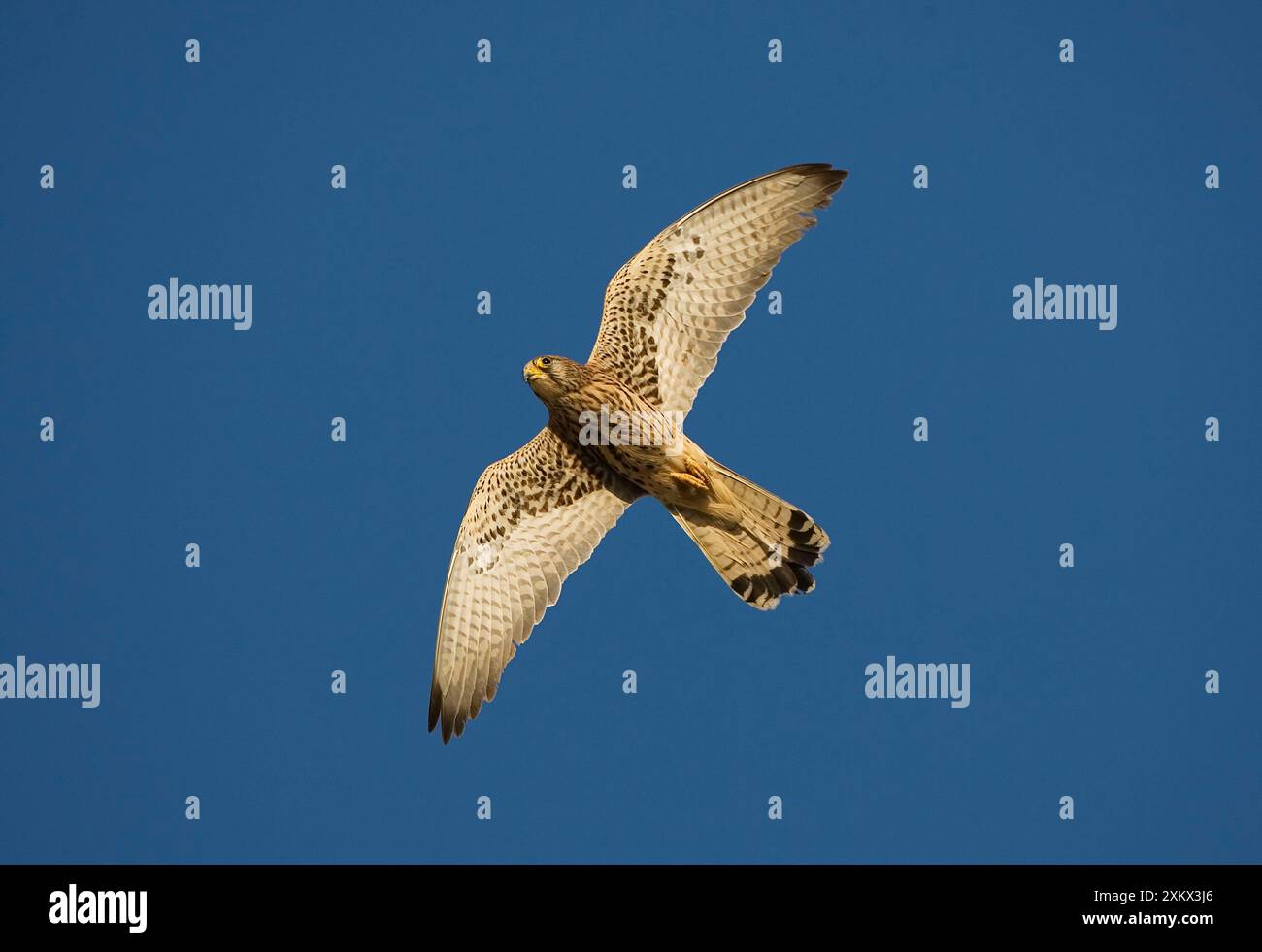 Female lesser kestrel falco naumanni hi-res stock photography and ...