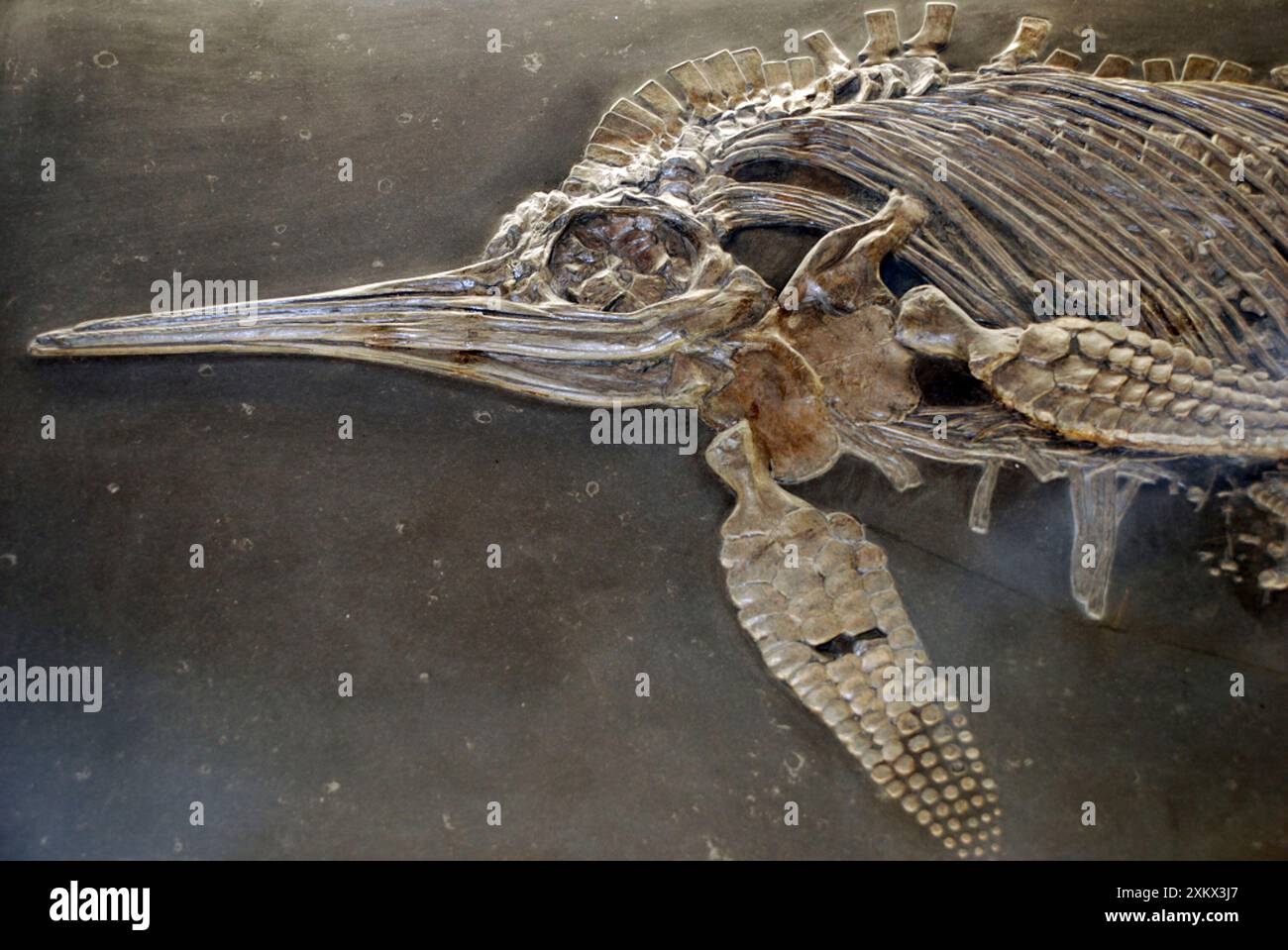 Fossil reptile hi-res stock photography and images - Alamy