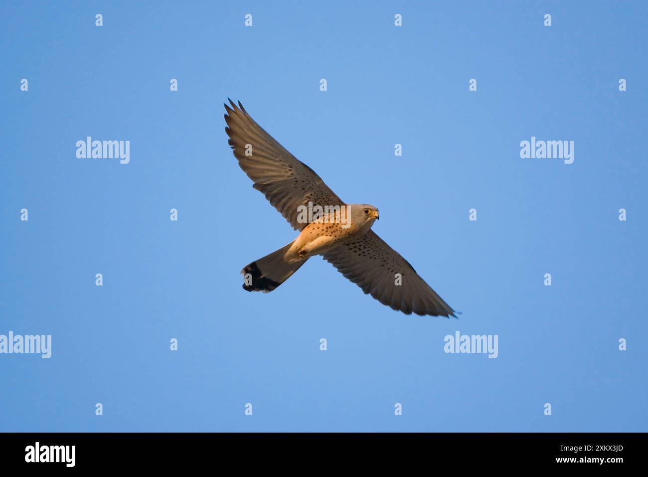 Adult male Lesser Kestrel In flight Stock Photo - Alamy