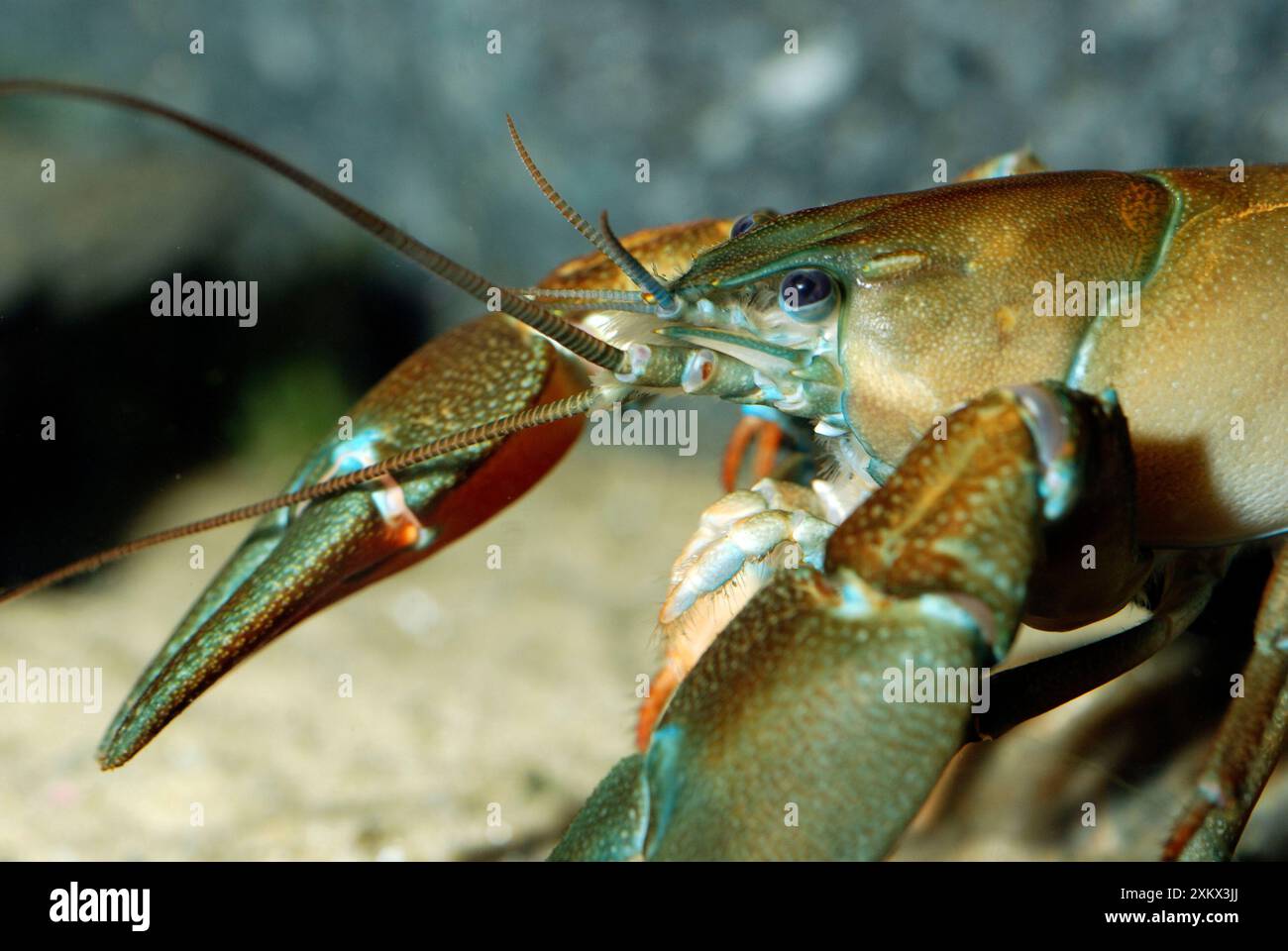 White Clawed Native Crayfish now endangered in Stock Photo - Alamy