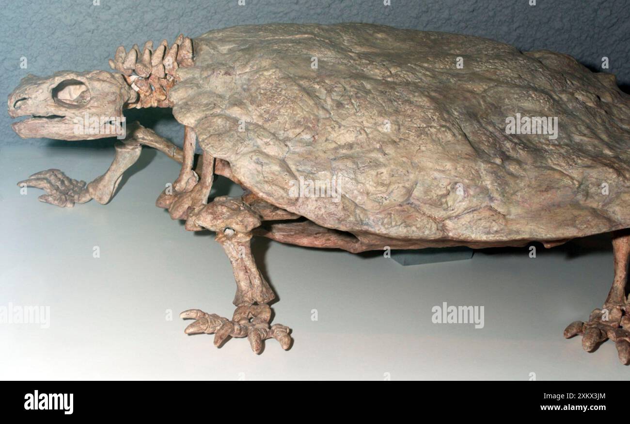 Prehistoric turtle hi-res stock photography and images - Alamy