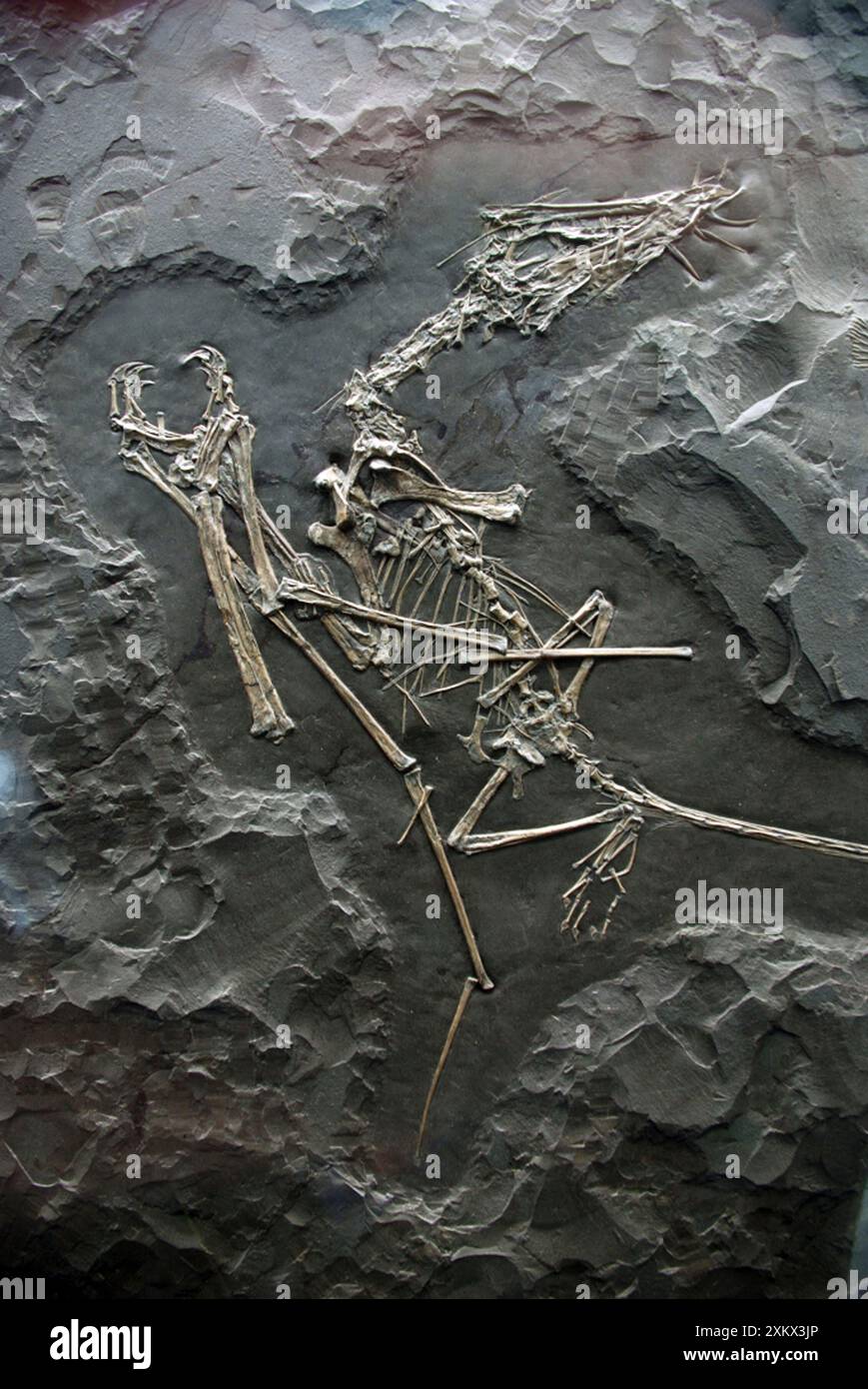 Pterosaur - fossil flying reptile (Dorygnathus sp Stock Photo - Alamy