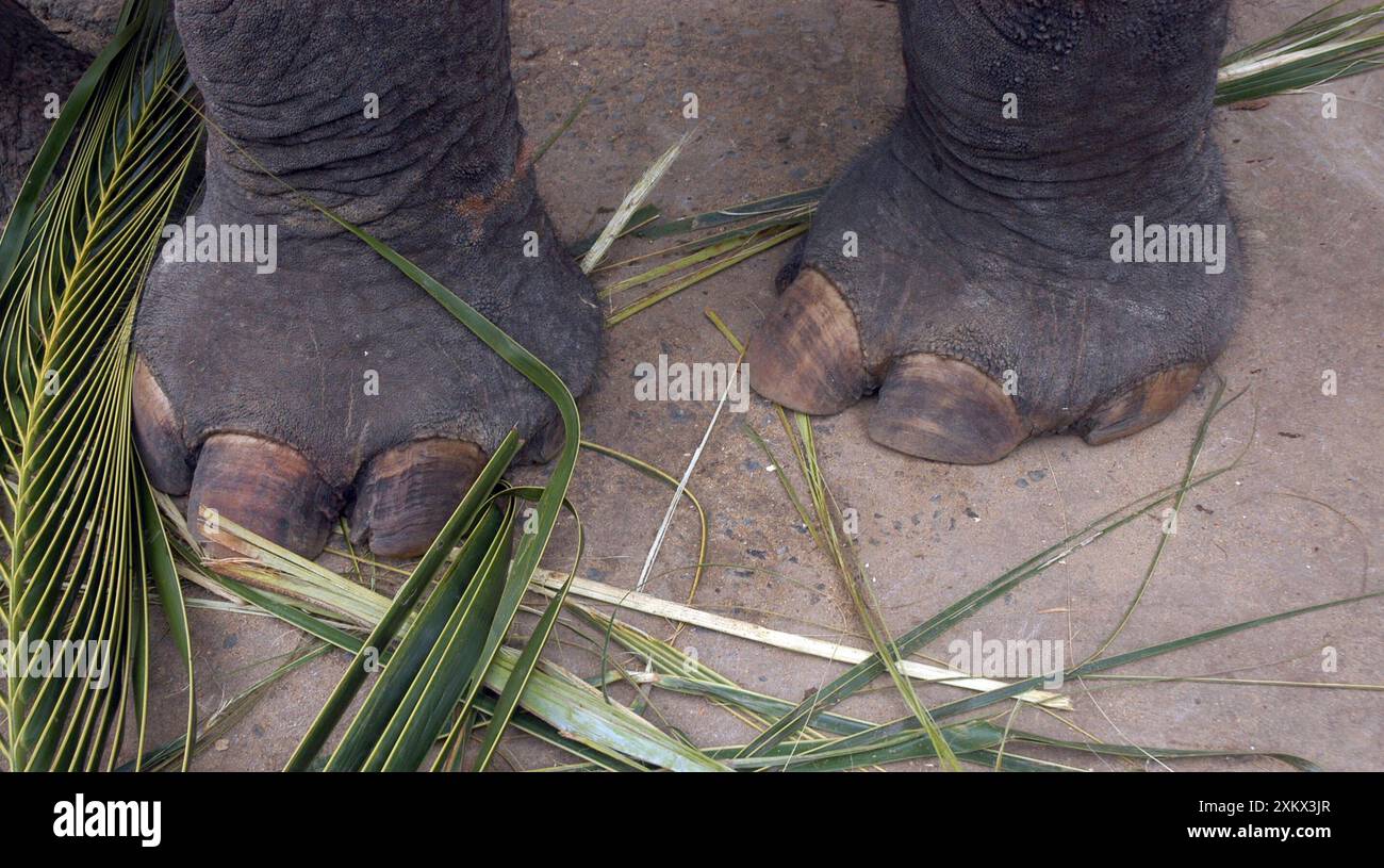 Asian elephant elephas maximus foot hi-res stock photography and images ...
