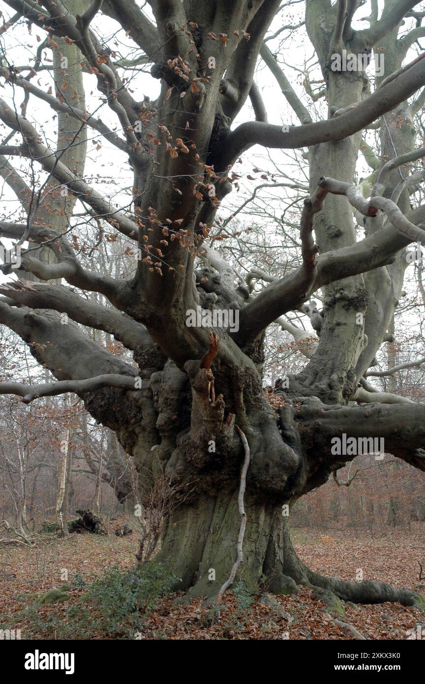 Pollard beech tree hi-res stock photography and images - Alamy