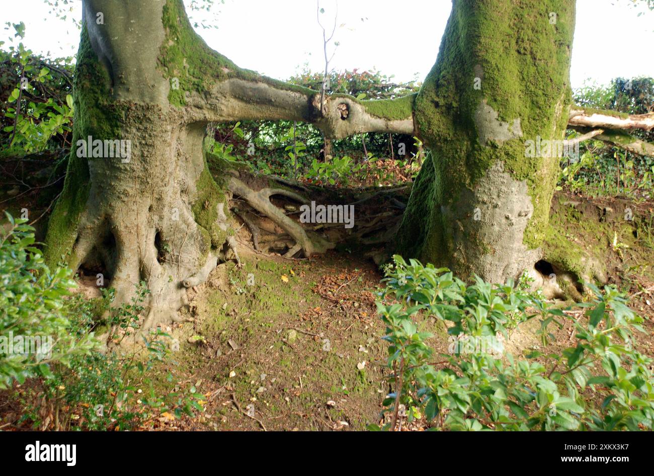Branches shaking hi-res stock photography and images - Alamy