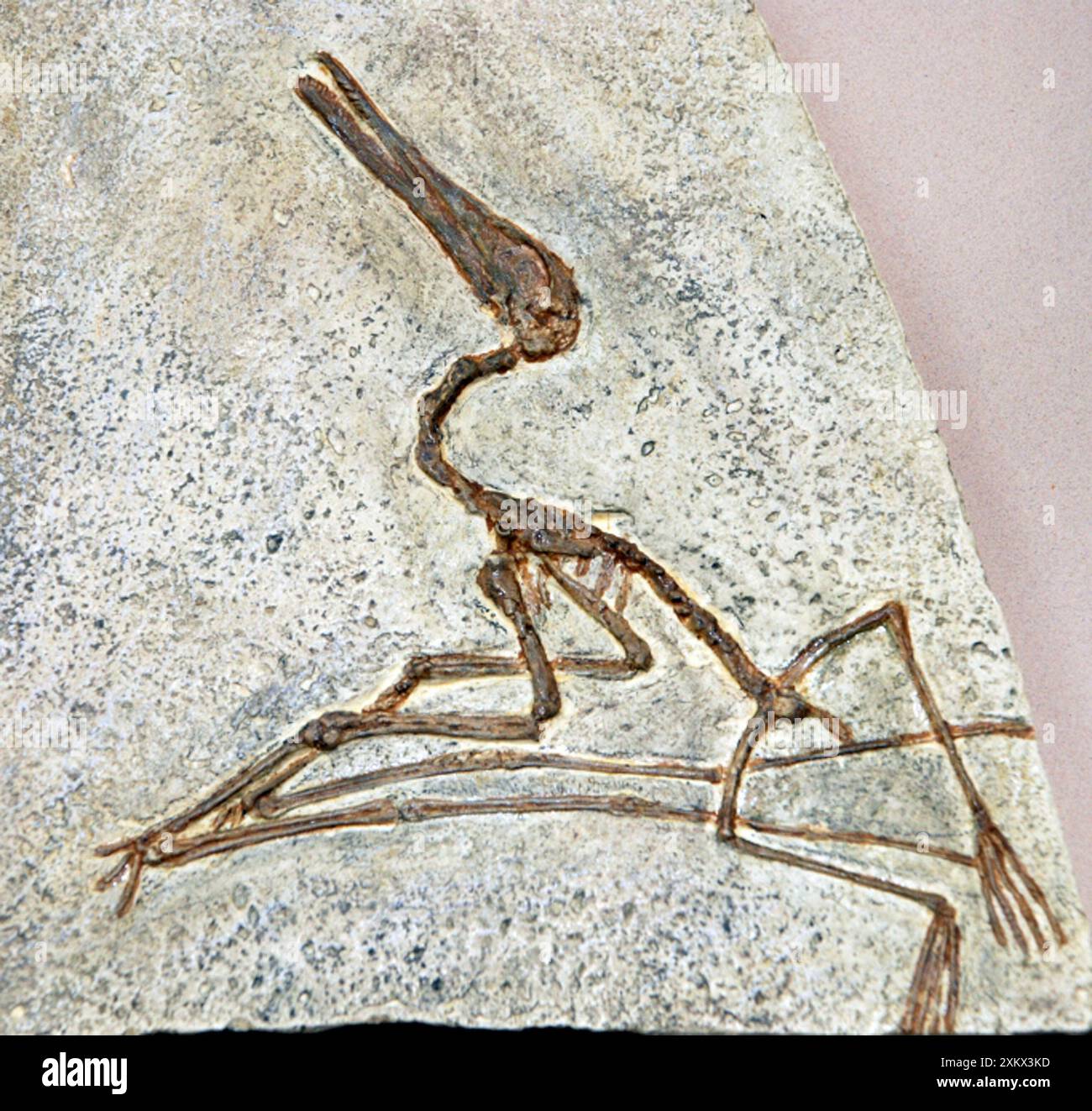 Flying reptiles hi-res stock photography and images - Alamy