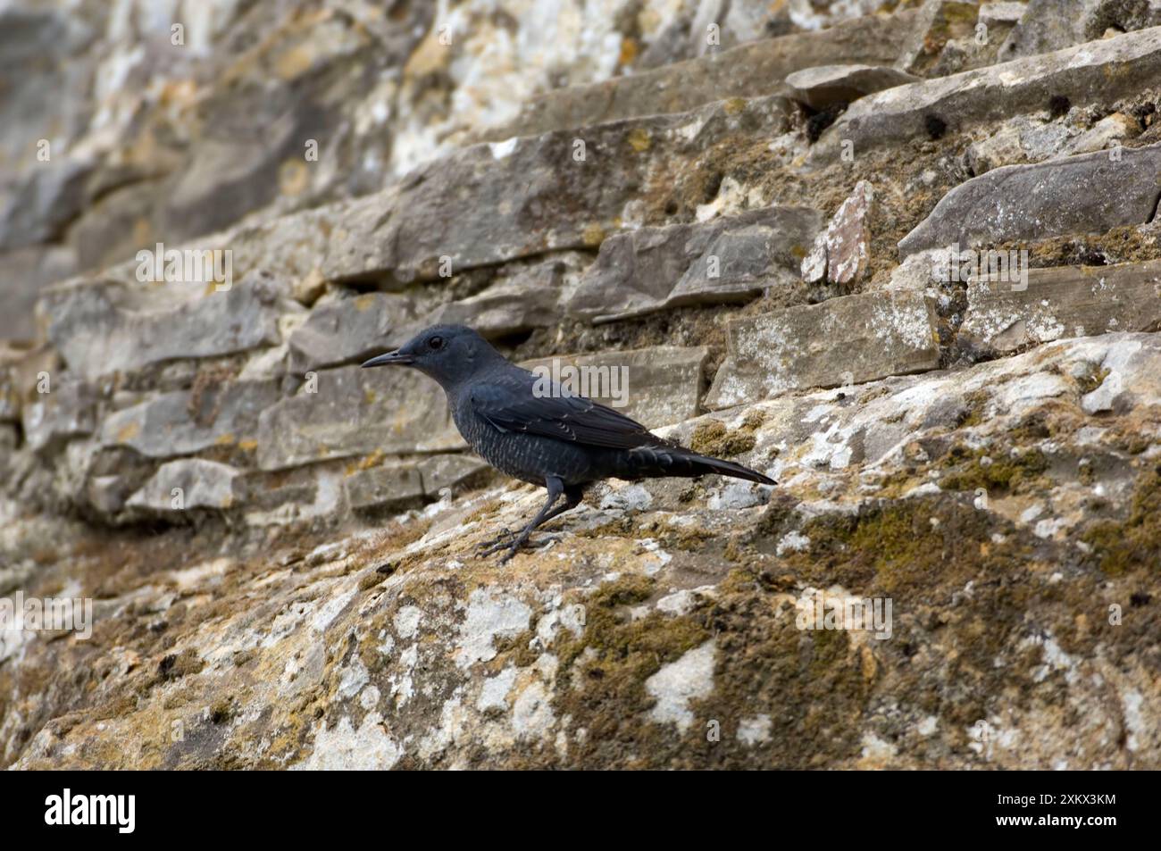 Blue Rock Thrush Stock Photo - Alamy