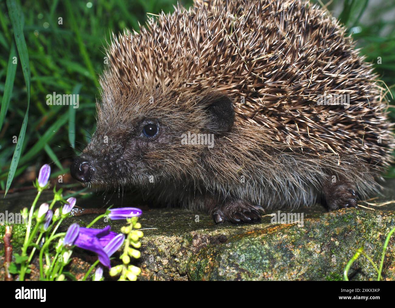 European hedgehog mammal animal hi-res stock photography and images - Alamy
