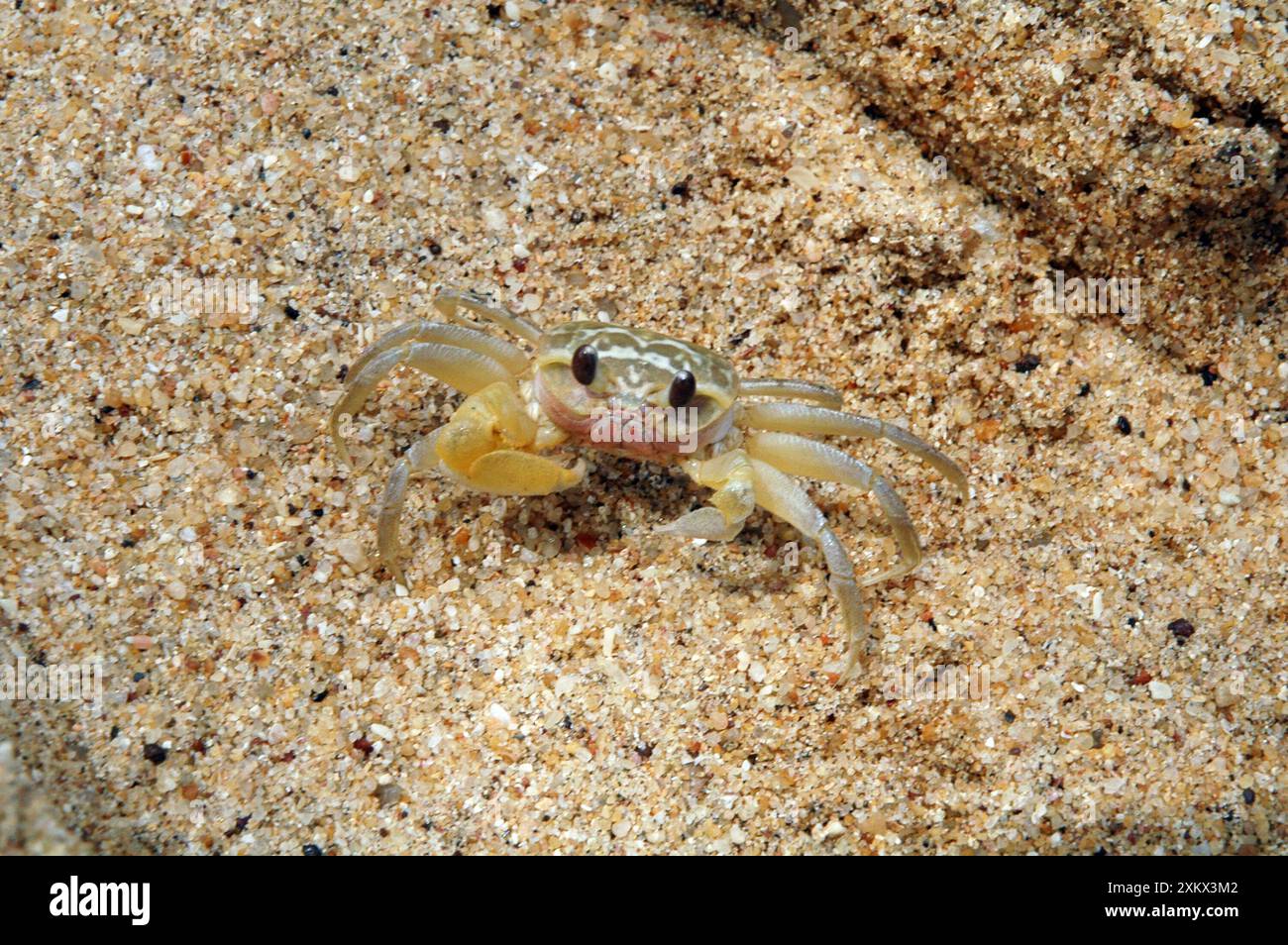 Tiny Pea Crab on tropical beach outside its burrow Stock Photo - Alamy