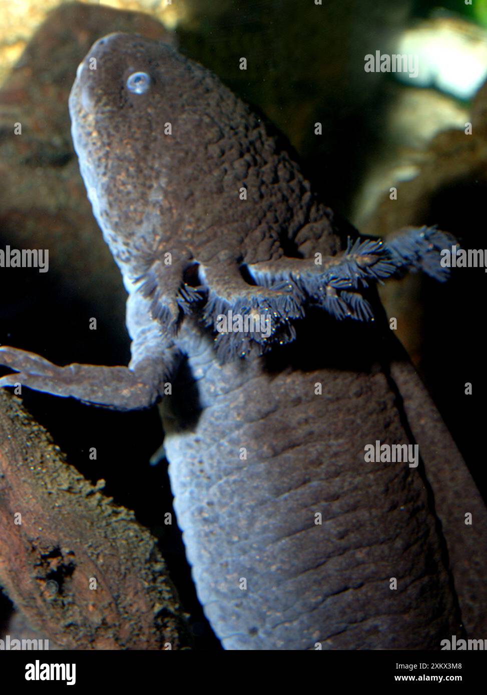 Axolotl: brown form of neotenous larva Stock Photo - Alamy