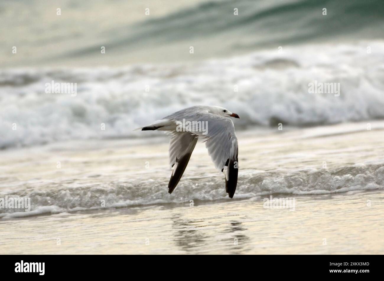 Adult moulting hi-res stock photography and images - Alamy