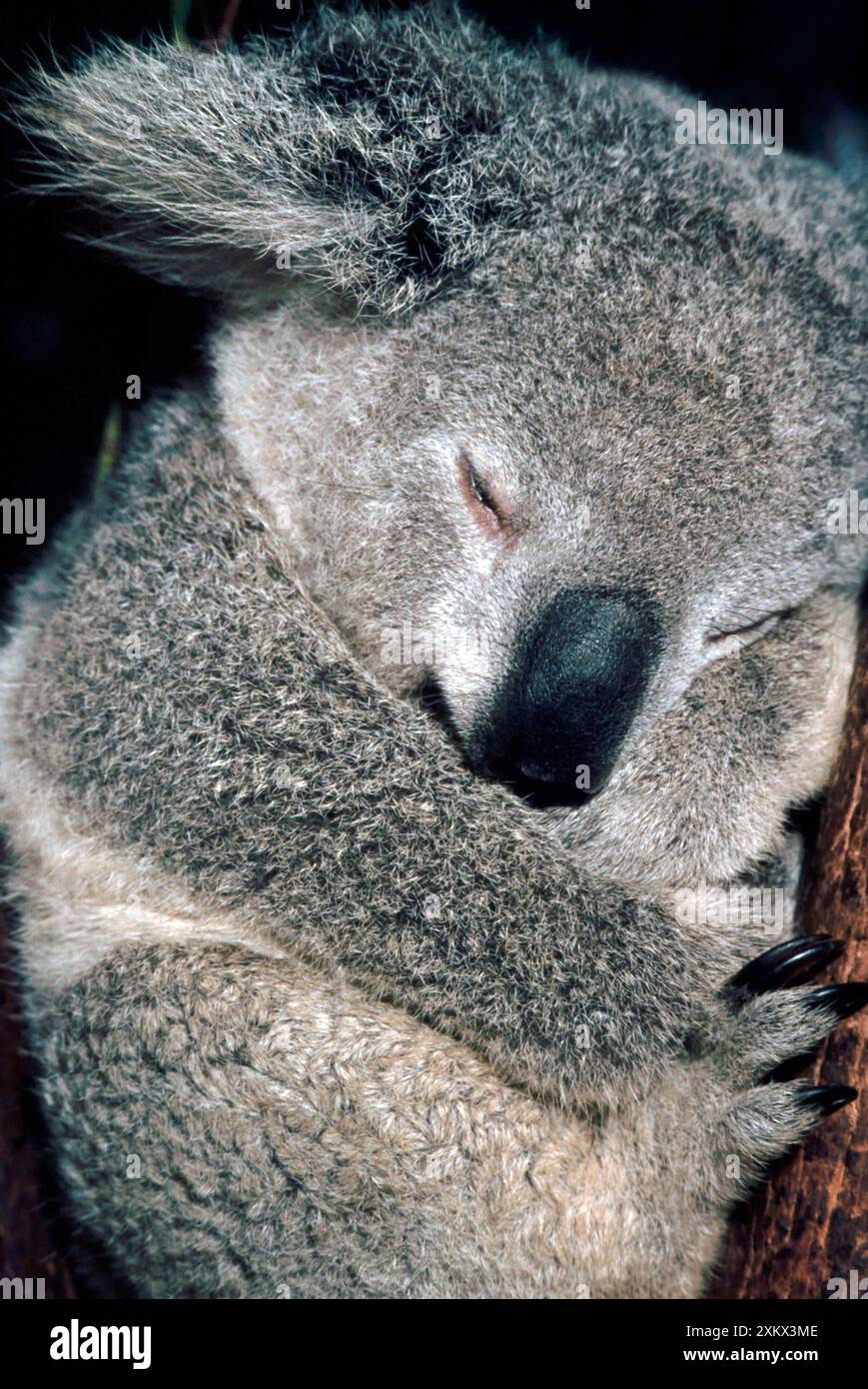 Koala asleep in tree Stock Photo - Alamy
