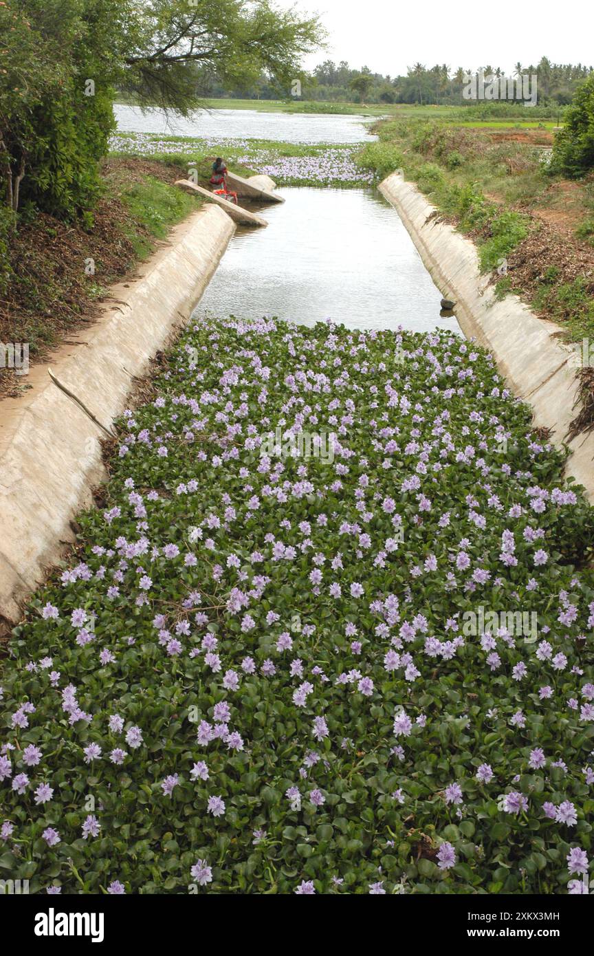 Water Hyacinth: floating macrophyte clogs up water Stock Photo - Alamy