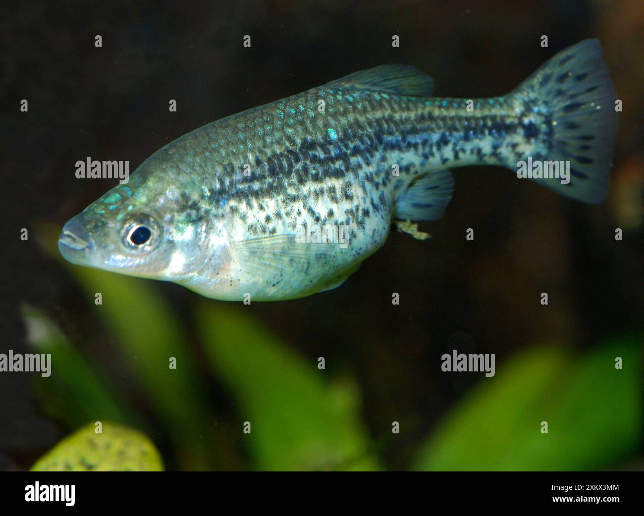 Goodeid fish hi-res stock photography and images - Alamy