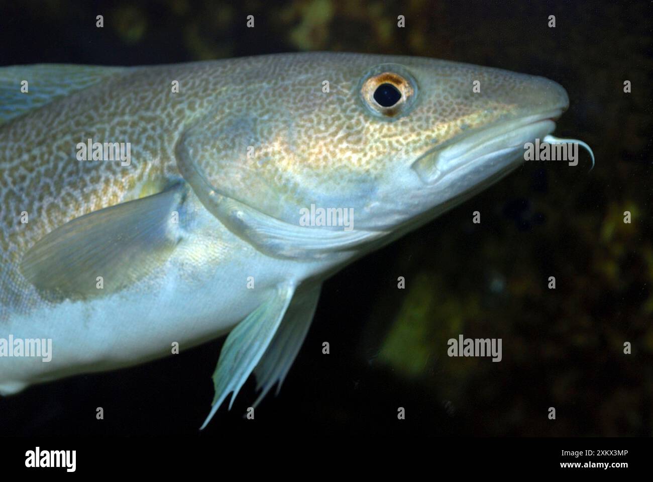 Cods head hi-res stock photography and images - Alamy