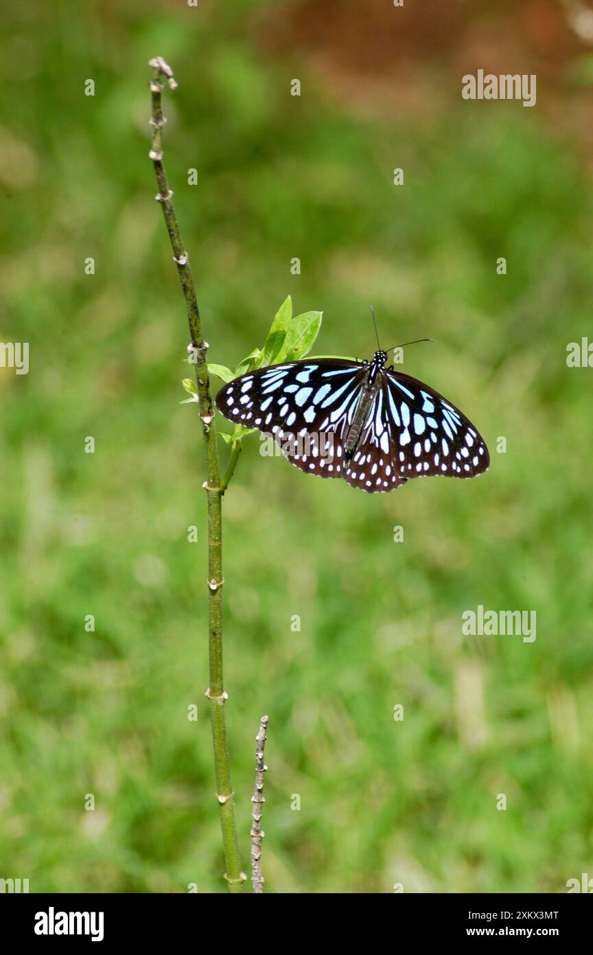 Butterfly and india hi-res stock photography and images - Alamy
