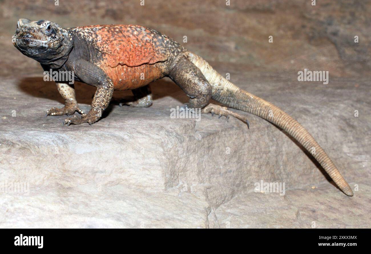 Chuckwalla lizards hi-res stock photography and images - Alamy