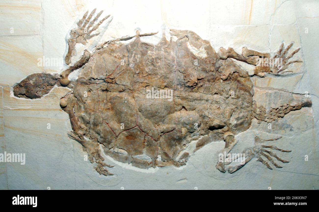 Fossil Turtle / Terrapin Stock Photo - Alamy