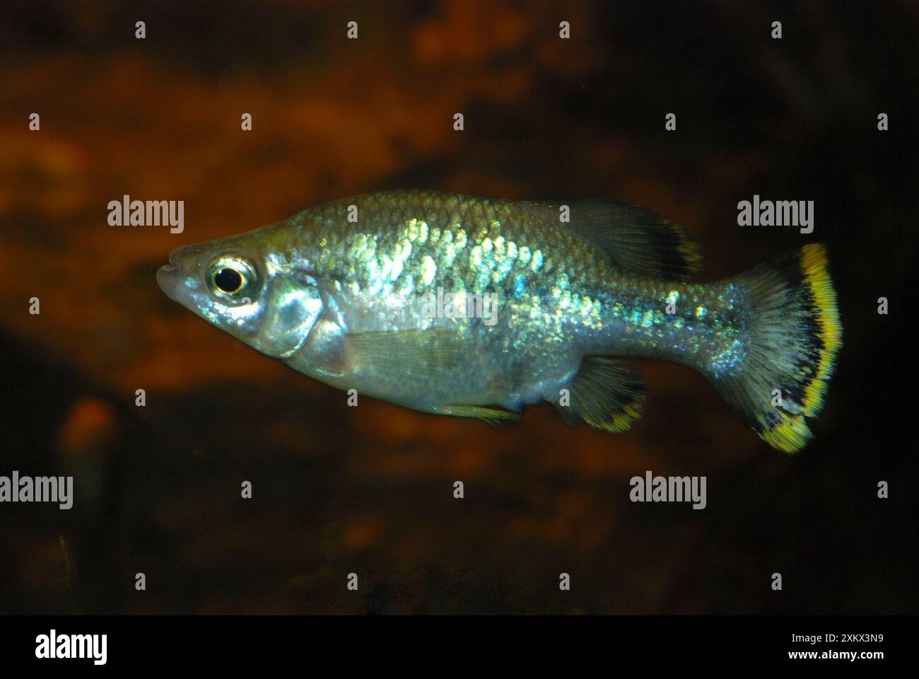 Goodeid fish hi-res stock photography and images - Alamy