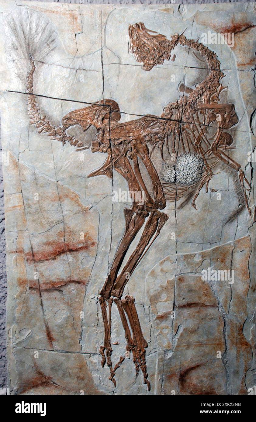 Fossil china hi-res stock photography and images - Alamy