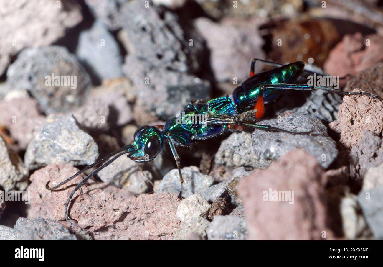 Emerald Cockroach Wasp / Jewel Wasp: a parasitoid Stock Photo - Alamy