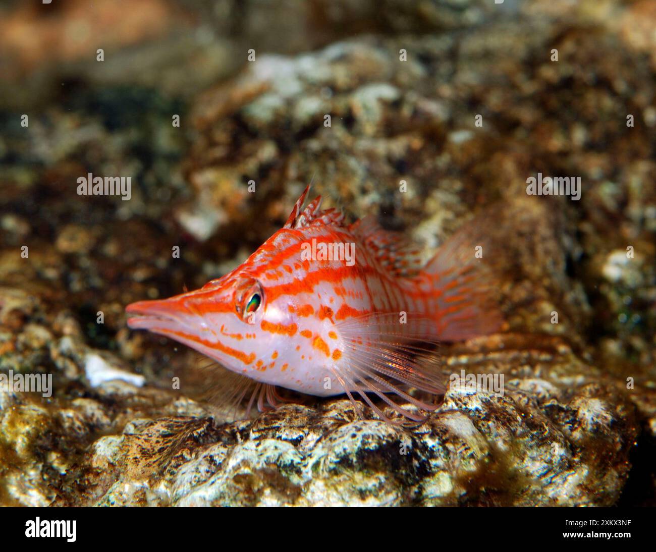 Hawkfishes hi-res stock photography and images - Alamy