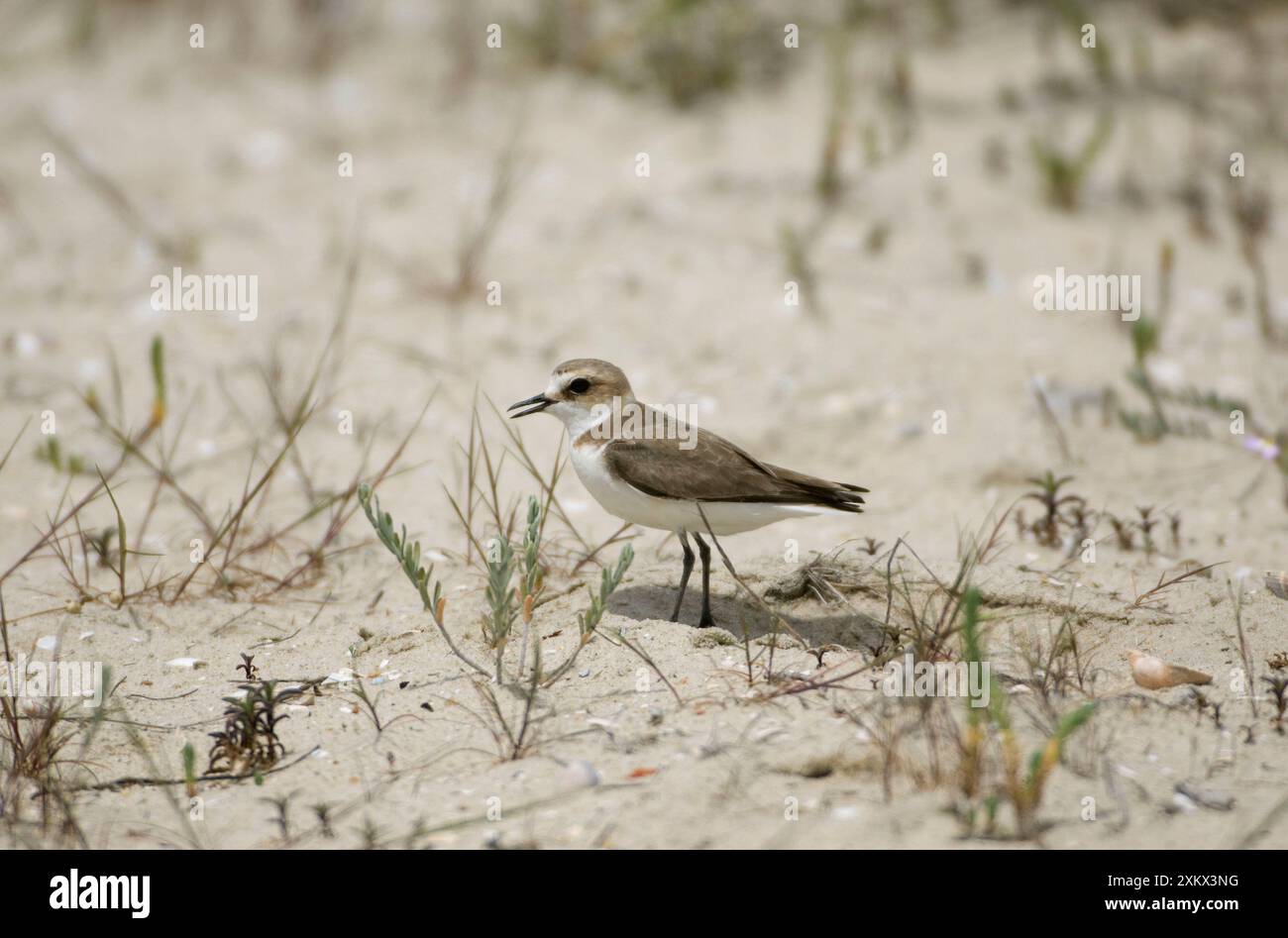 Female Kentish / Snowy PLOVER Stock Photo - Alamy