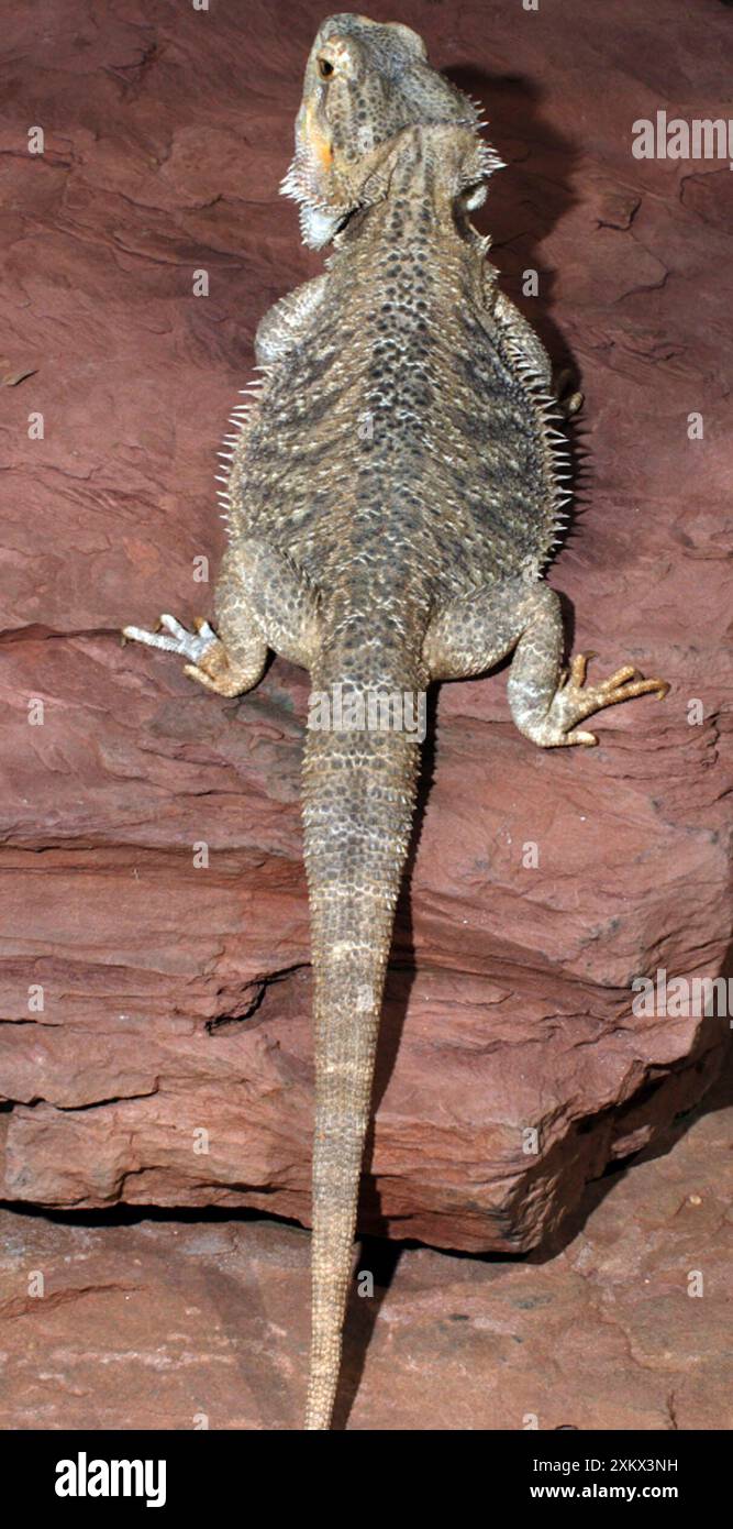 Wildlife bearded dragon hi-res stock photography and images - Alamy