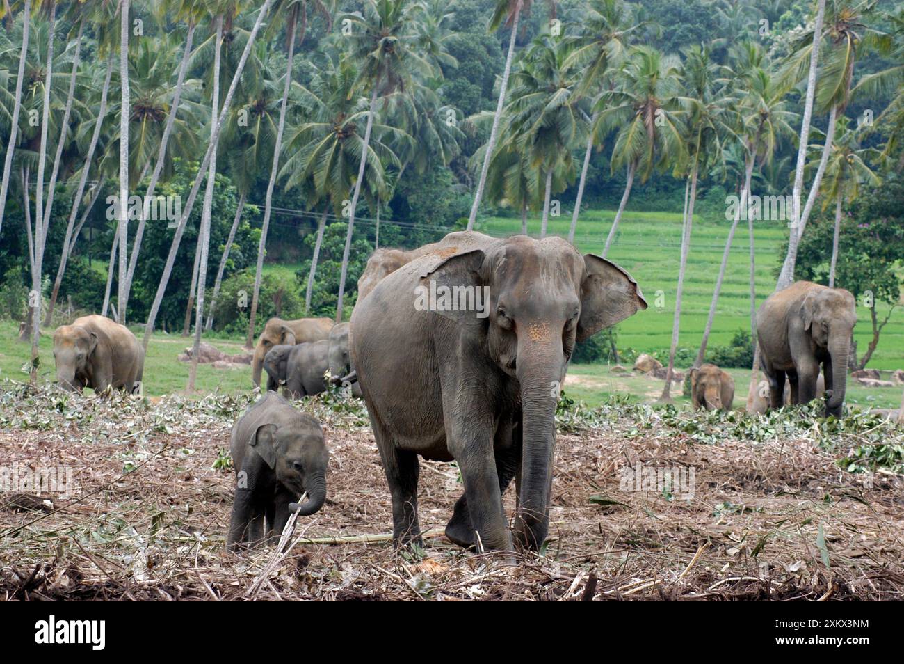 Asian Elephant: farm crops beyond Stock Photo - Alamy