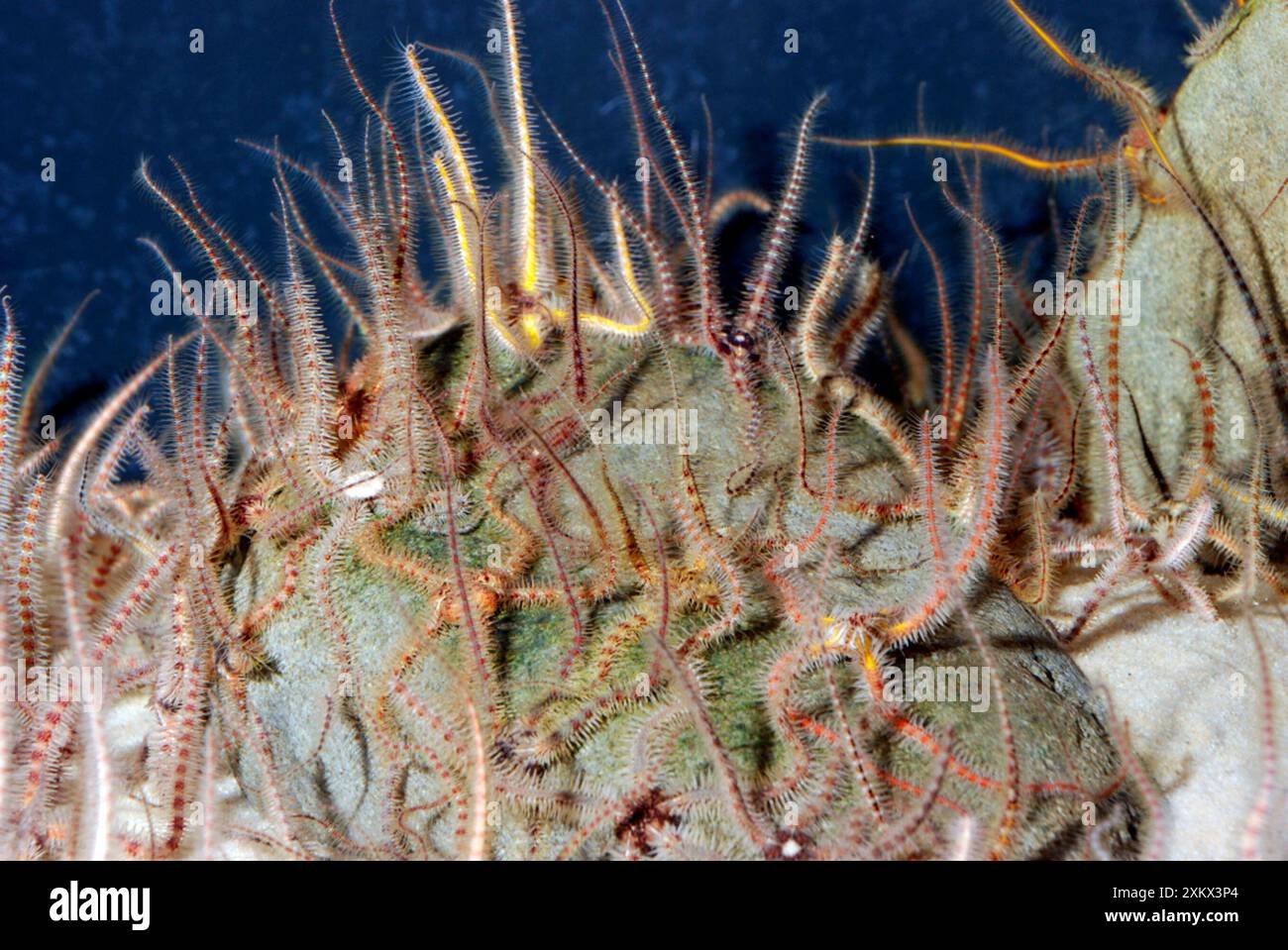 Feather Stars: on seabed waving their arms about Stock Photo - Alamy