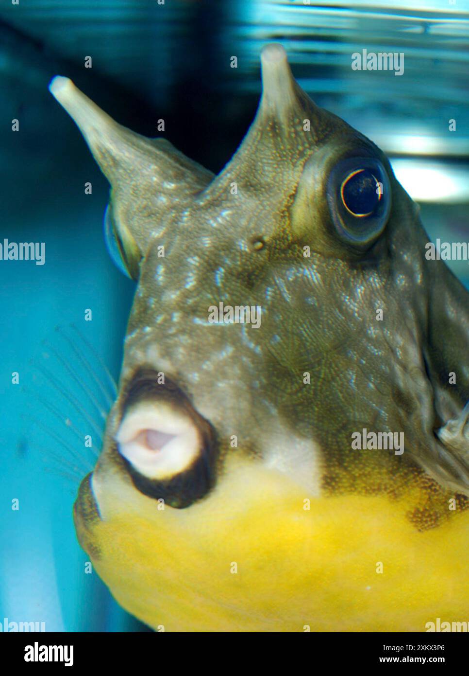 Yellow Boxfish, Trunk / Cowfish Stock Photo - Alamy