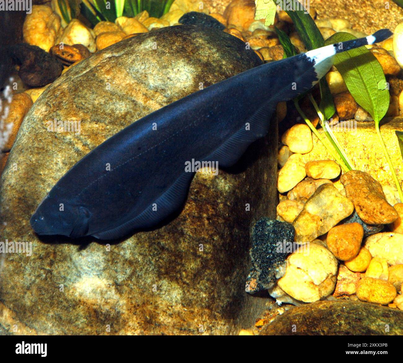 Black ghost fish hi-res stock photography and images - Alamy