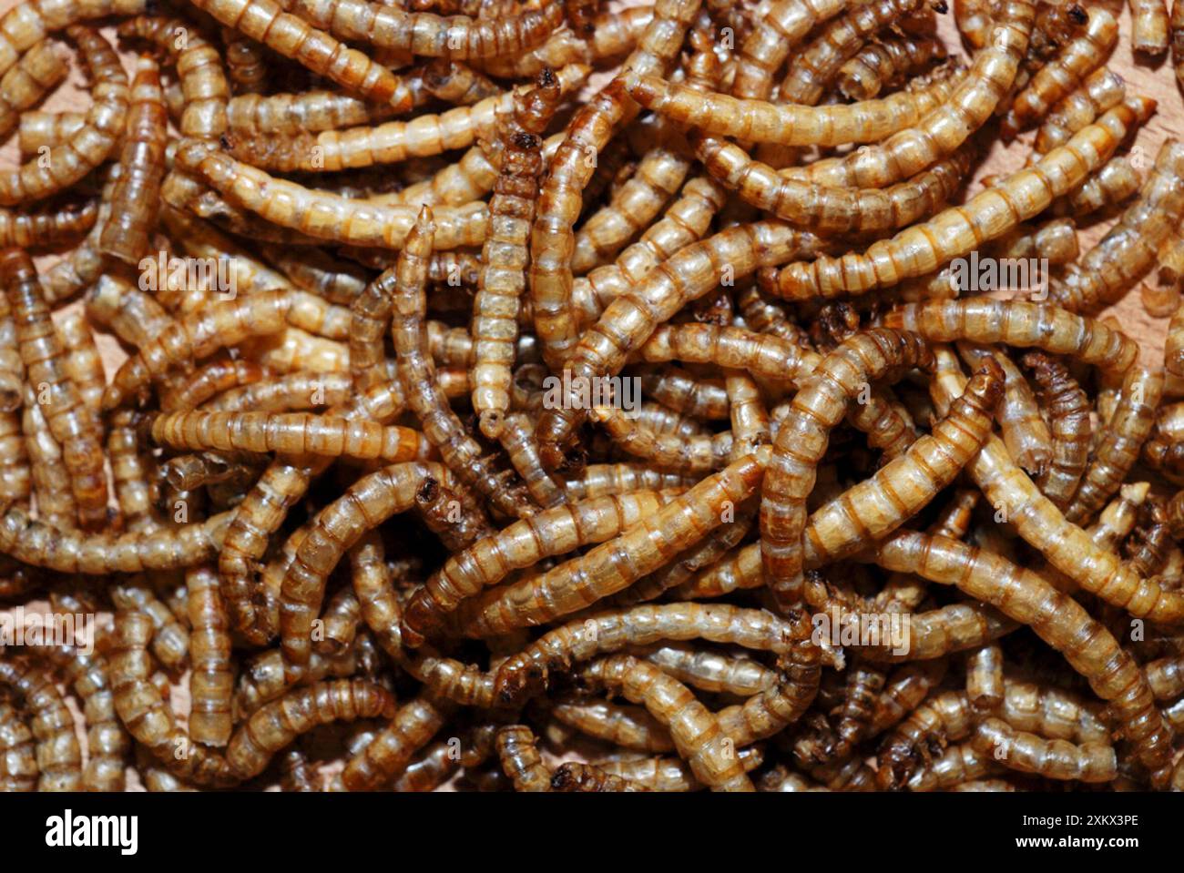 Dried insects hi-res stock photography and images - Alamy