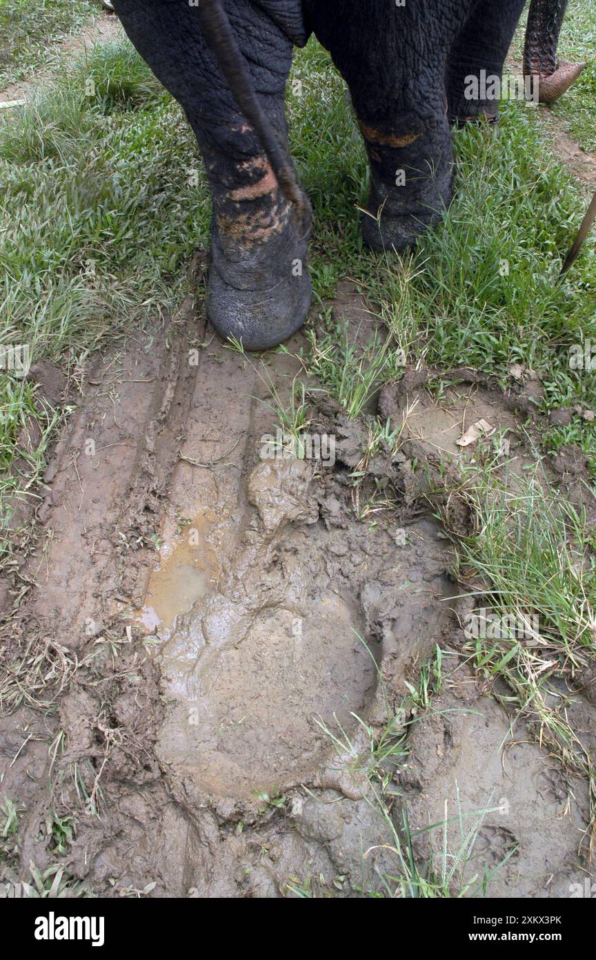 Asian Elephant: footprints in mud Stock Photo - Alamy