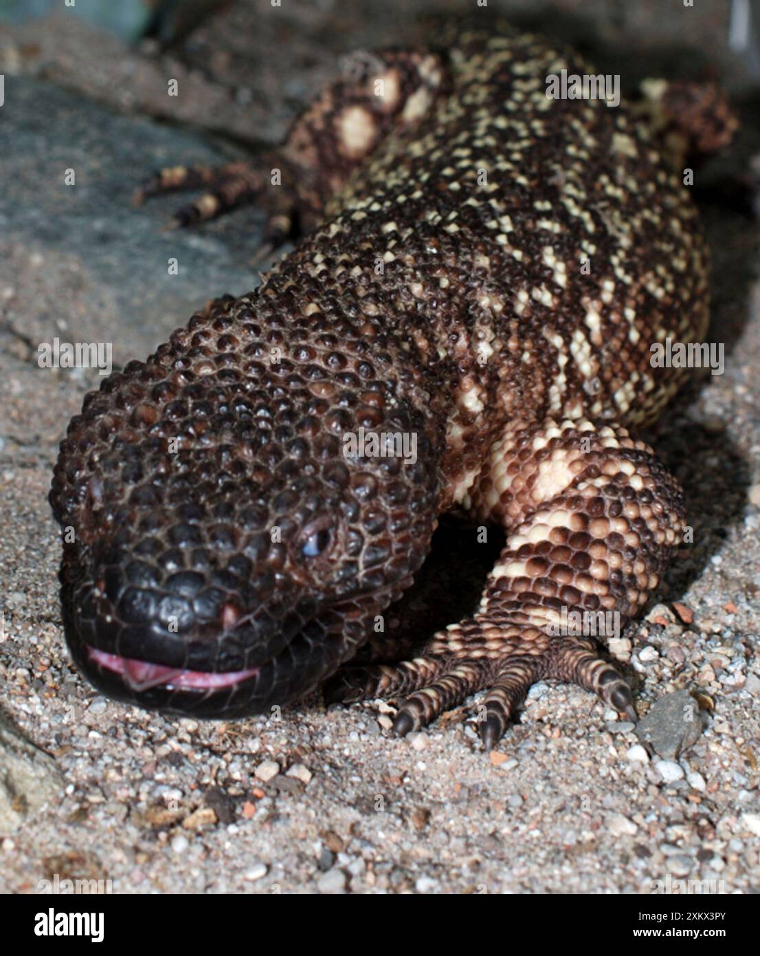 Venomous animal hi-res stock photography and images - Alamy