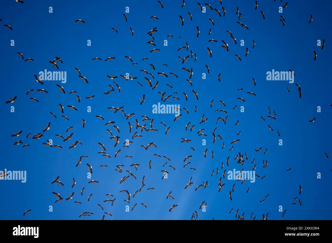 White Storks - In flight migrating in the heat Stock Photo - Alamy