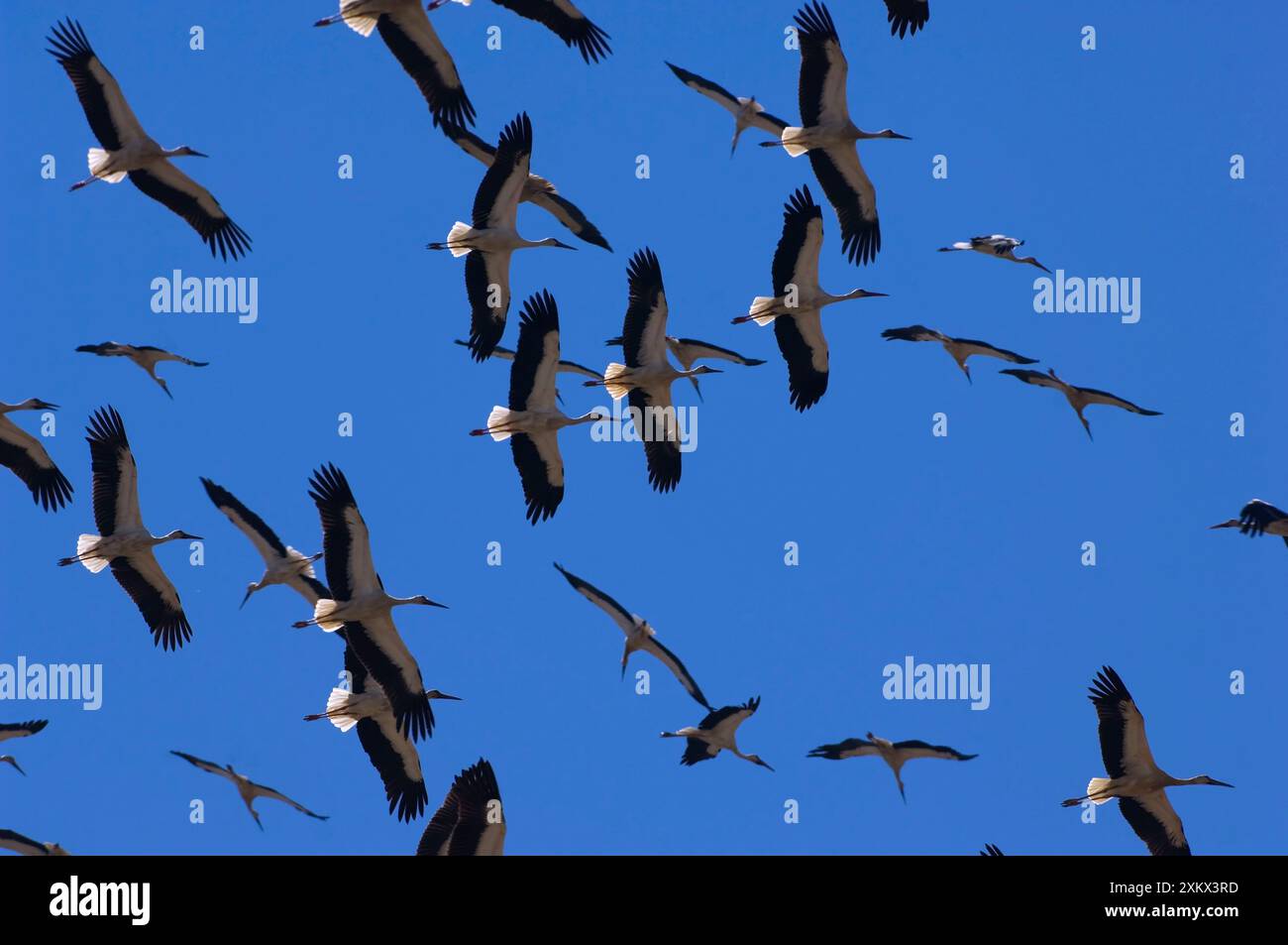 White Storks - In flight migrating in the heat Stock Photo - Alamy