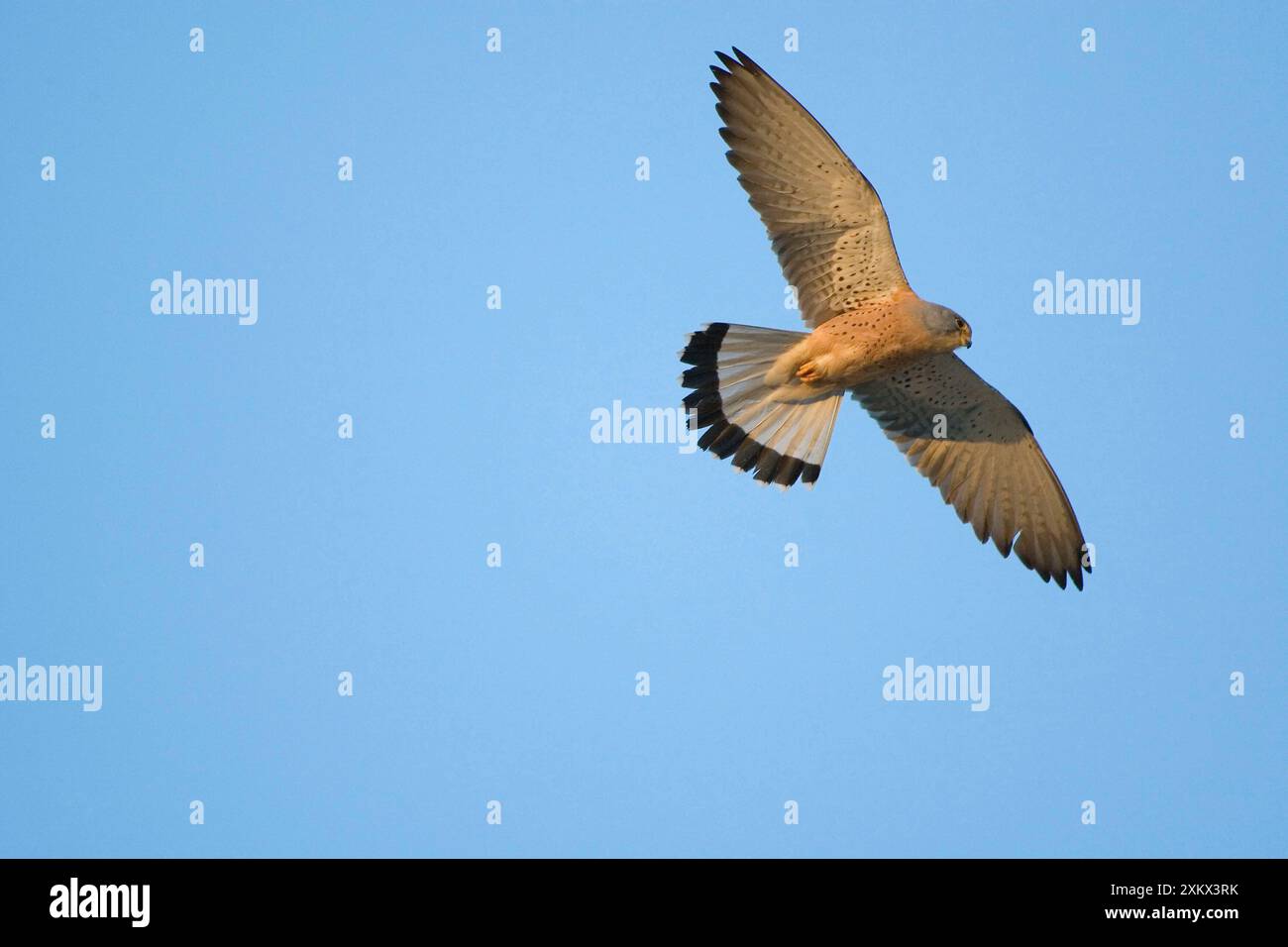 Adult male Lesser Kestrel In flight Stock Photo - Alamy