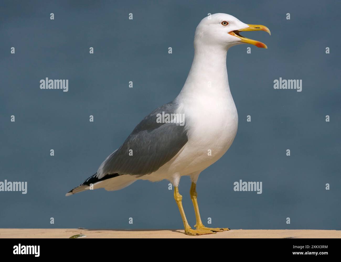 Gull mouth open hi-res stock photography and images - Alamy