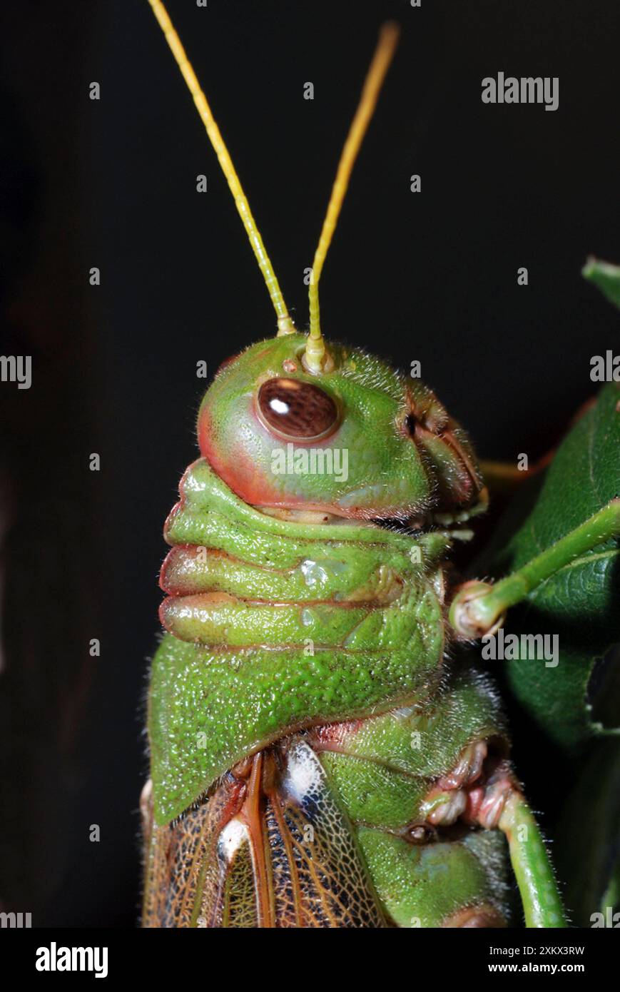 Giant Cricket / Locust - from Central America Stock Photo - Alamy