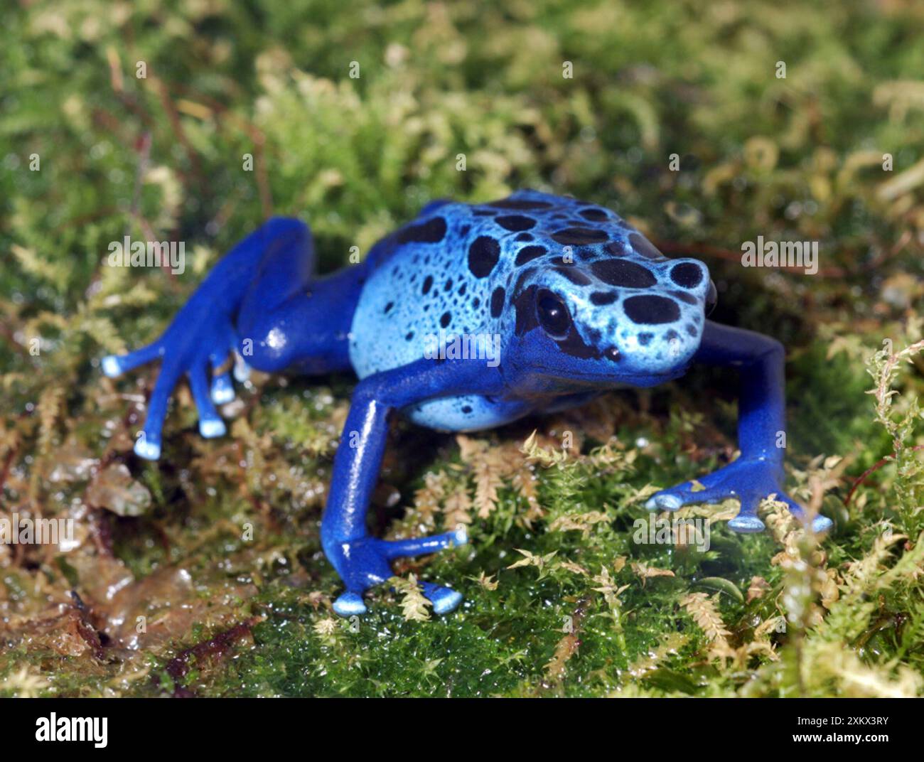 Blue Poison Arrow / Dart Frog Stock Photo - Alamy