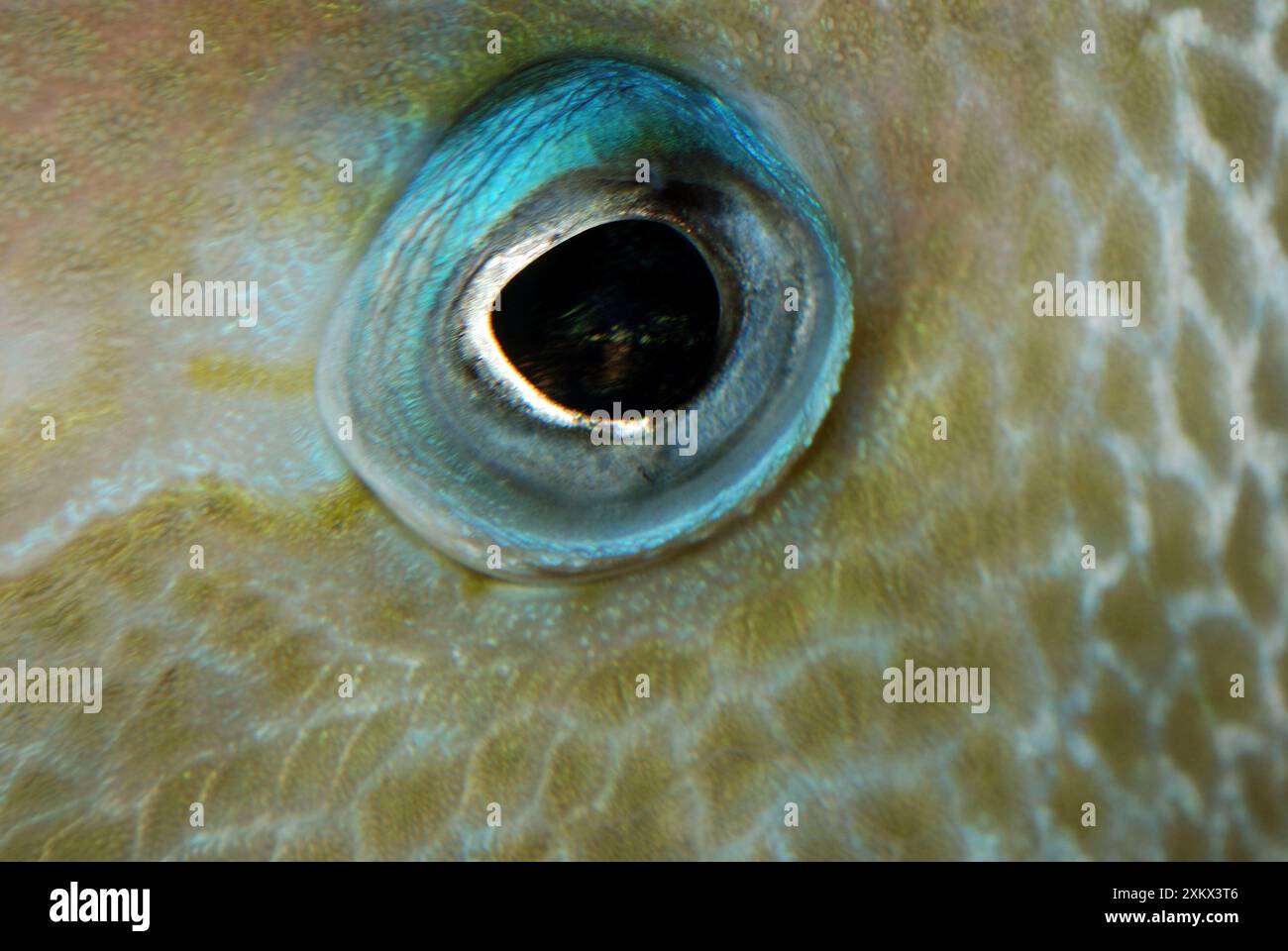 Eye of eye hi-res stock photography and images - Alamy