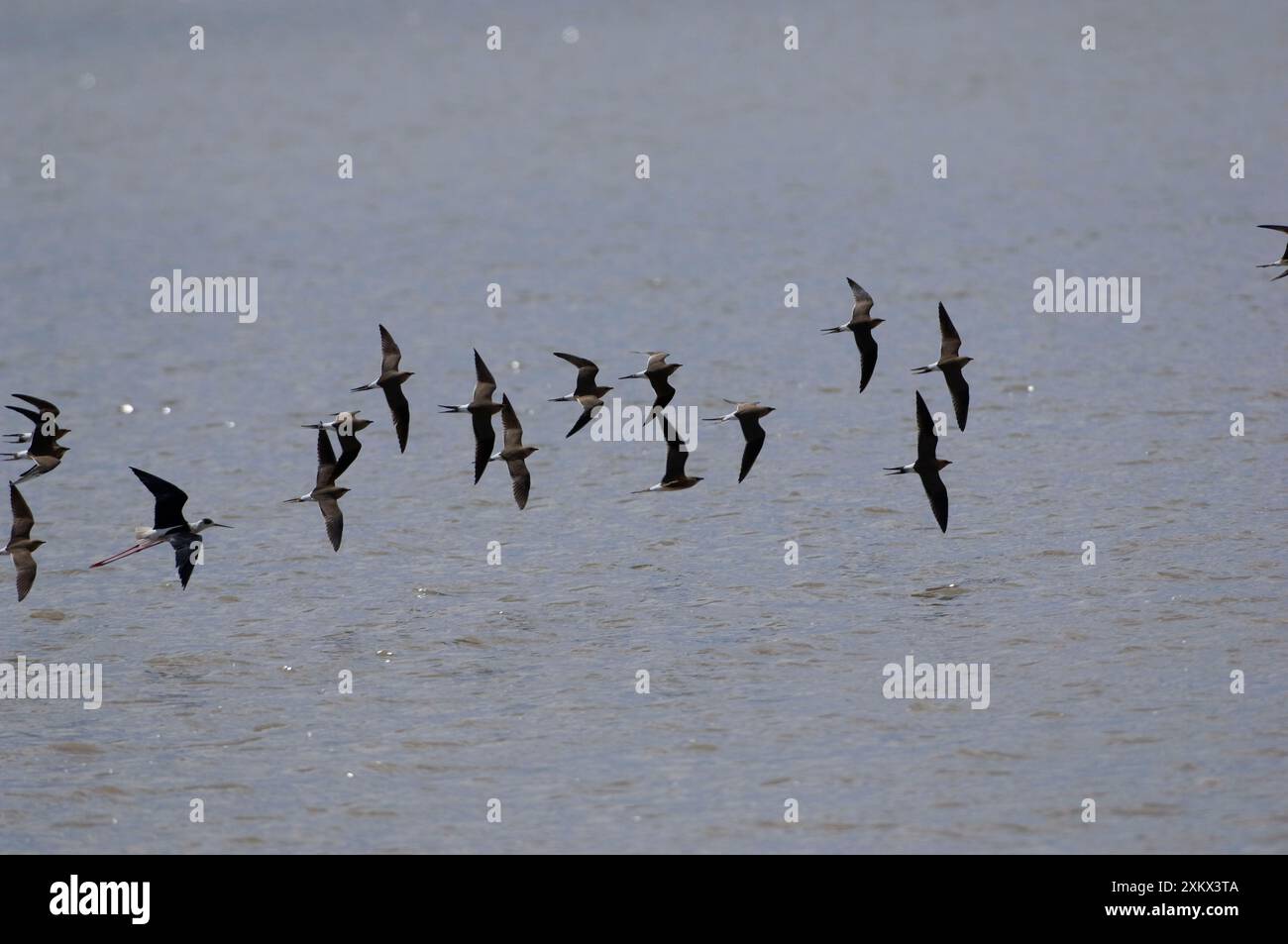 Pratincole flight hi-res stock photography and images - Alamy