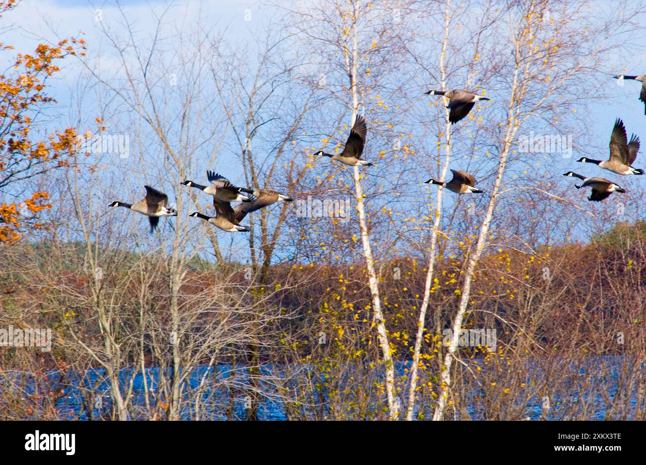Canada Geese - small flock in flight against trees Stock Photo - Alamy