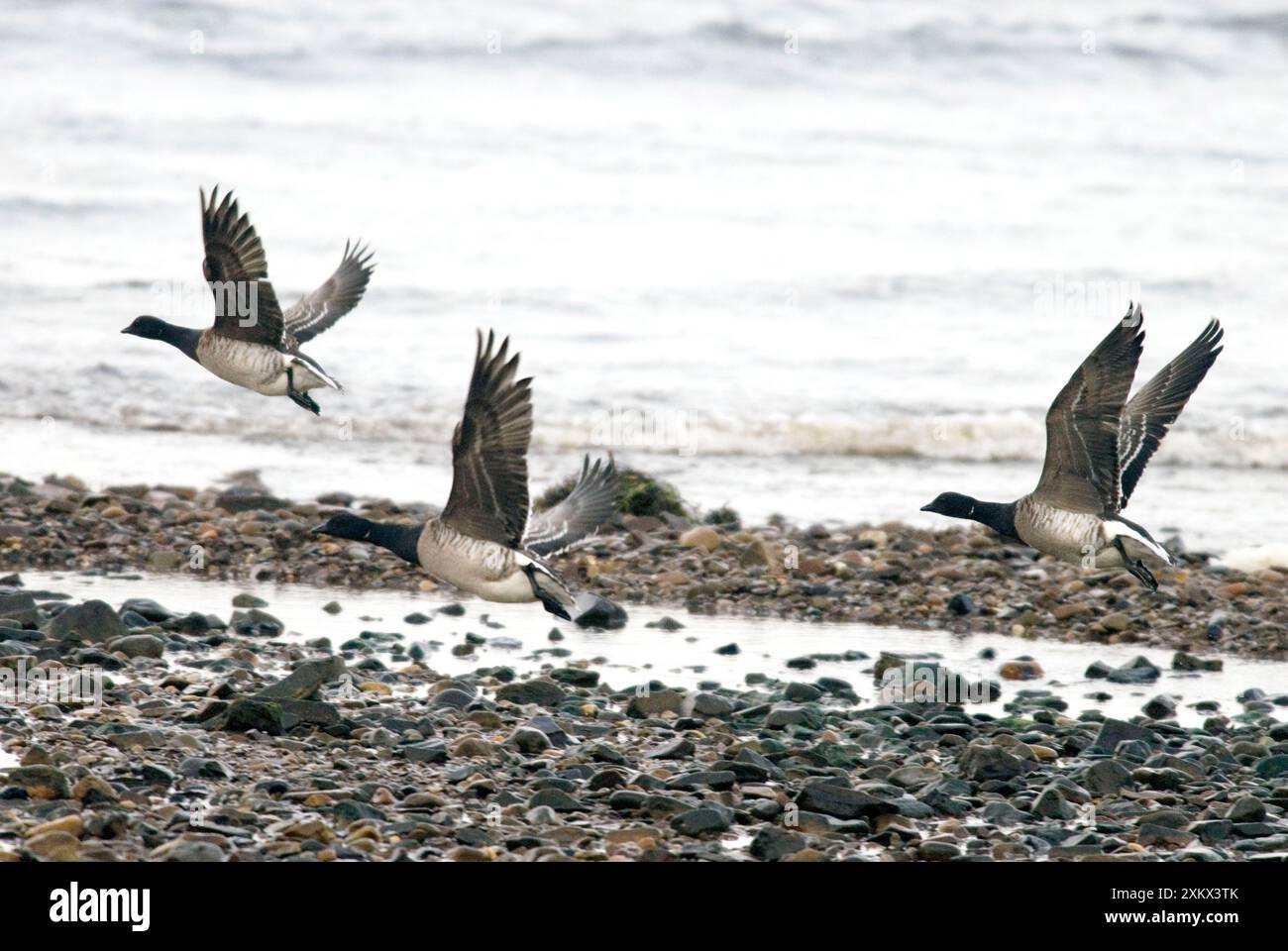 Brent Geese - In flight Stock Photo - Alamy