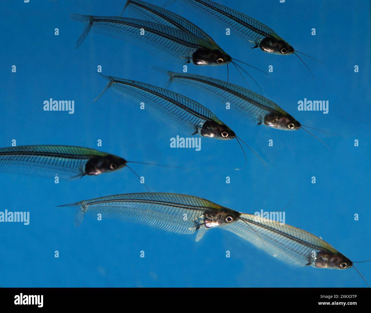 Striped Glass Catfish - shady running waters in Stock Photo - Alamy